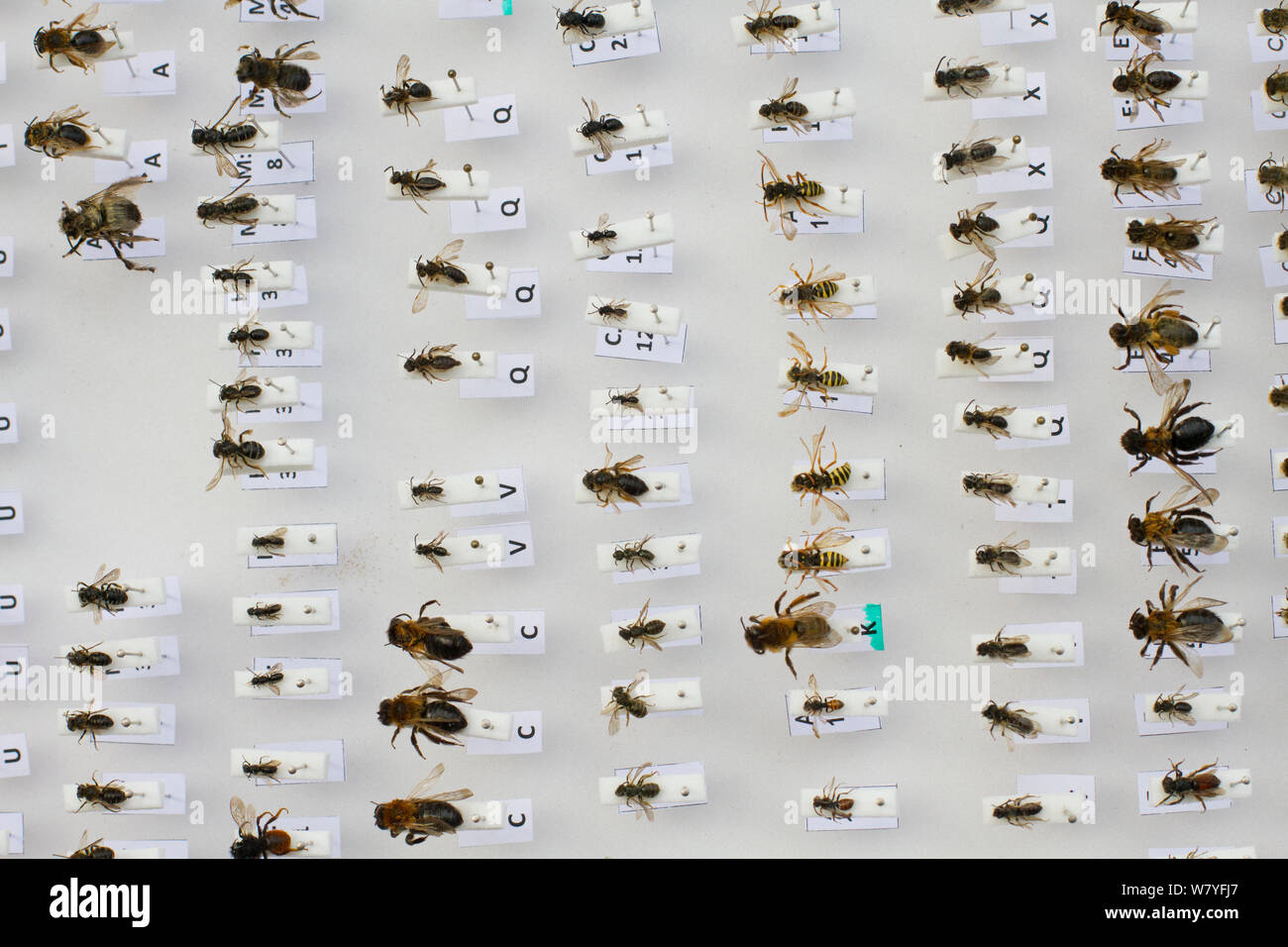 Collection of pinned bees caught for research and identification Cowley ...