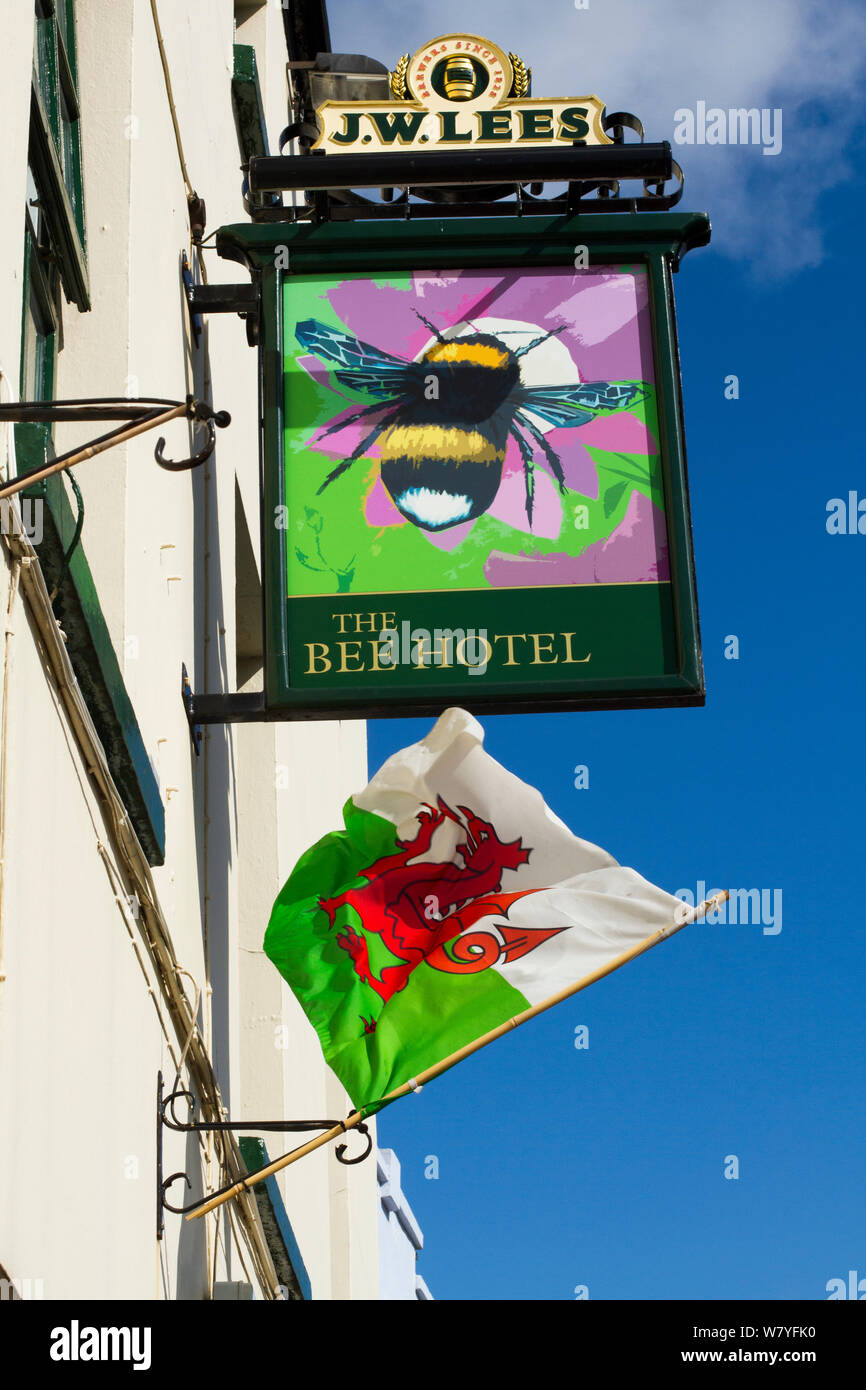 Welsh insect hi-res stock photography and images - Alamy