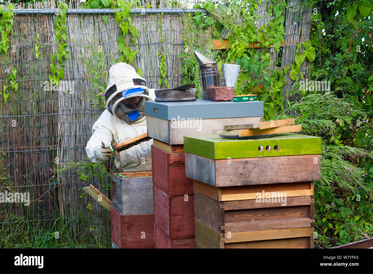 Beekeeper looking after honey bees (Apis mellifera) in allotments ...
