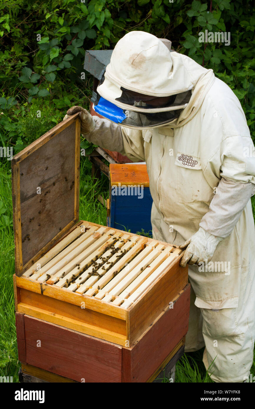 Beekeeper opening hives, Usk, Gwent, Wales, UK. August 2014 Stock Photo ...