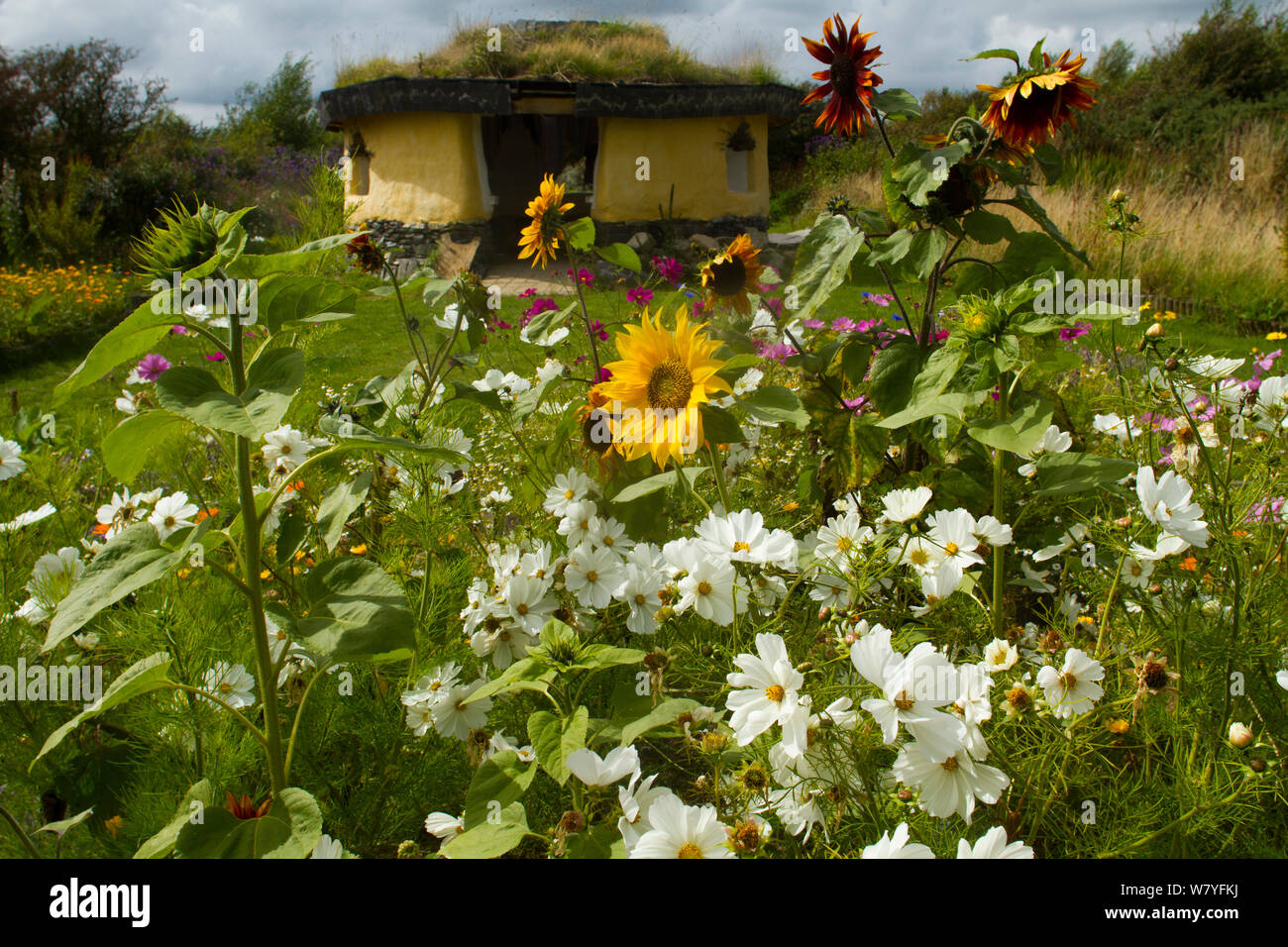 Colourful flowers including Sunflowers and White Cosmos flowers ...