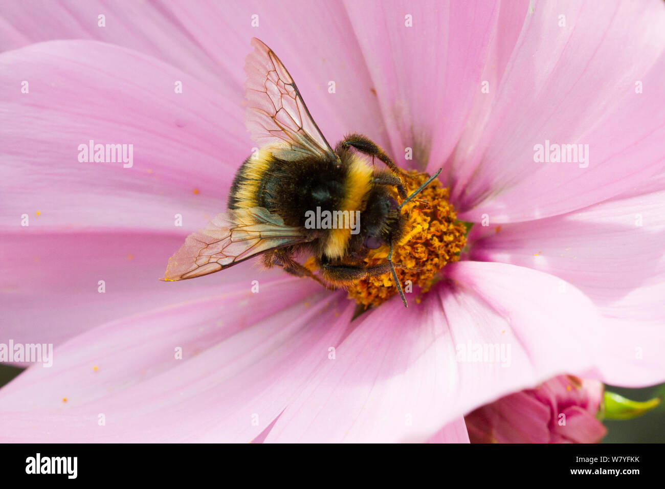 Bumblebee on cosmos hi-res stock photography and images - Alamy