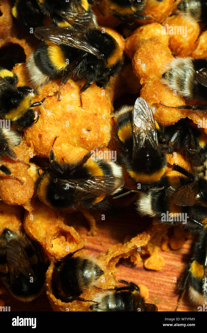 Bumblebee nest queen hi-res stock photography and images - Alamy