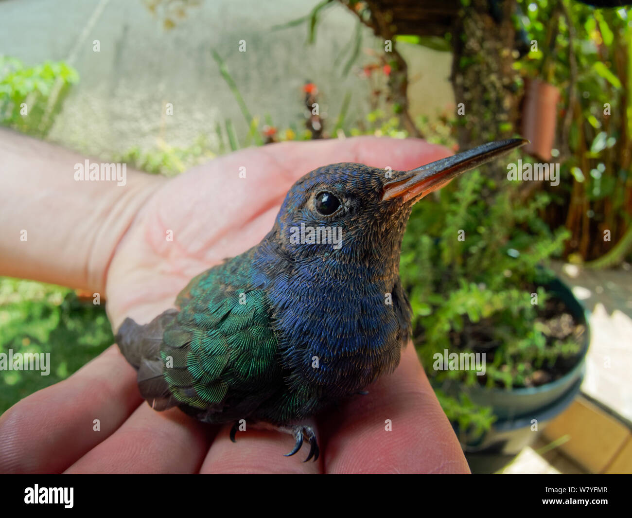 Small humming bird on human hand, bird rescue in a garden Stock Photo ...