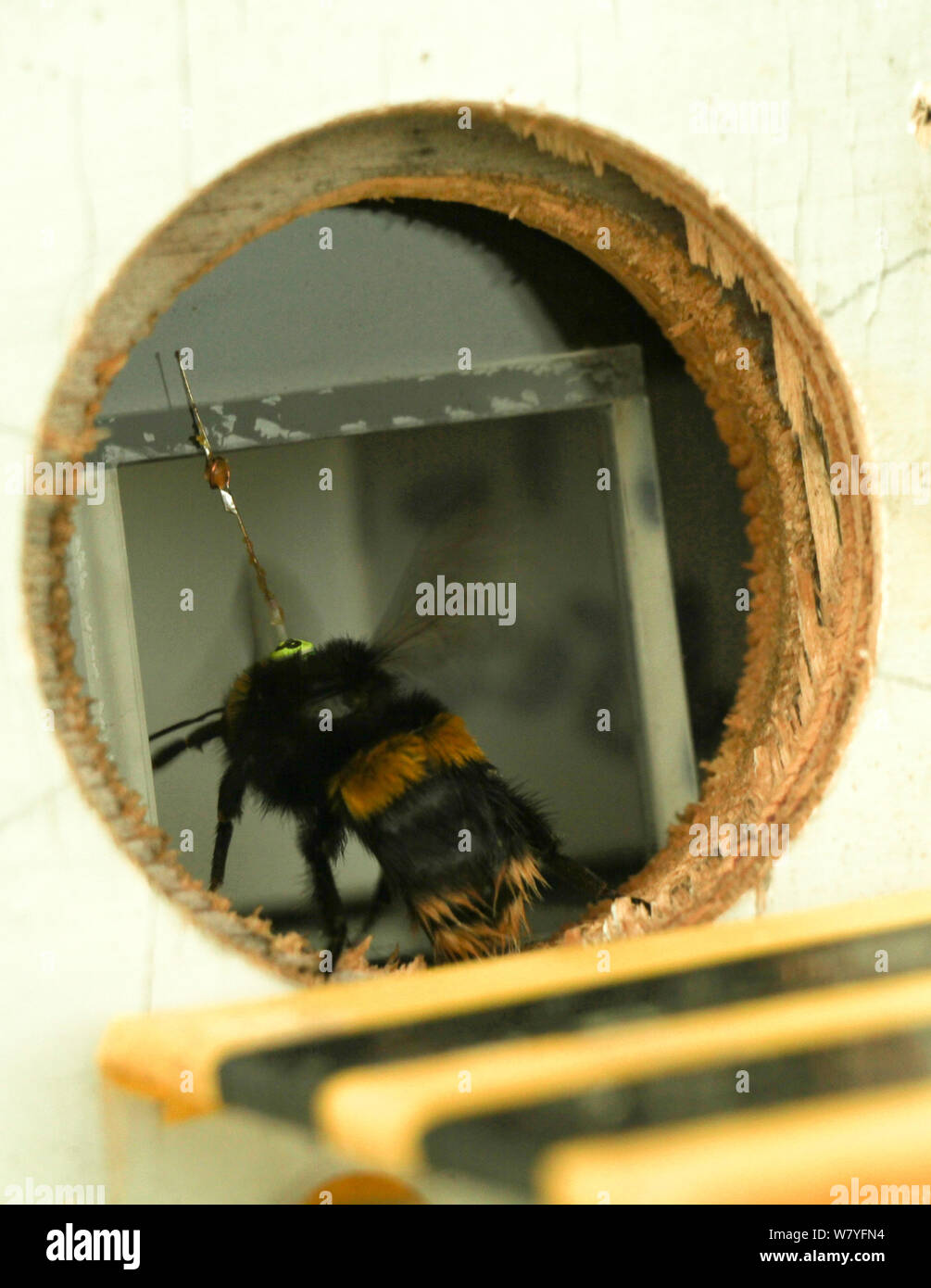 Buff tailed bumble bee (Bombus terrestris) queen in flight tunnel, with ...