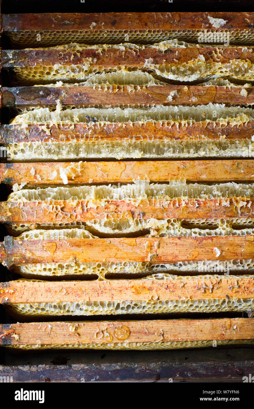 Extracted honey hi-res stock photography and images - Alamy