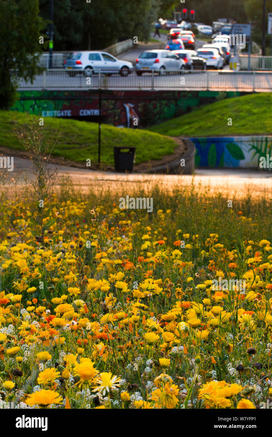 Yellow flowers on roundabout hi-res stock photography and images - Alamy