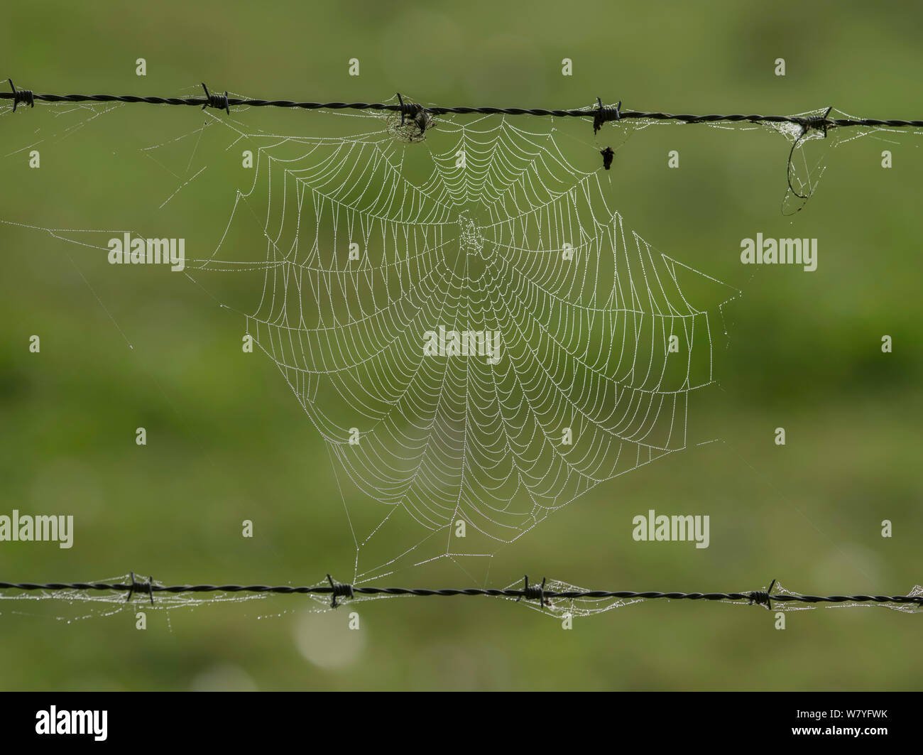 Wire Cobweb High Resolution Stock Photography and Images - Alamy
