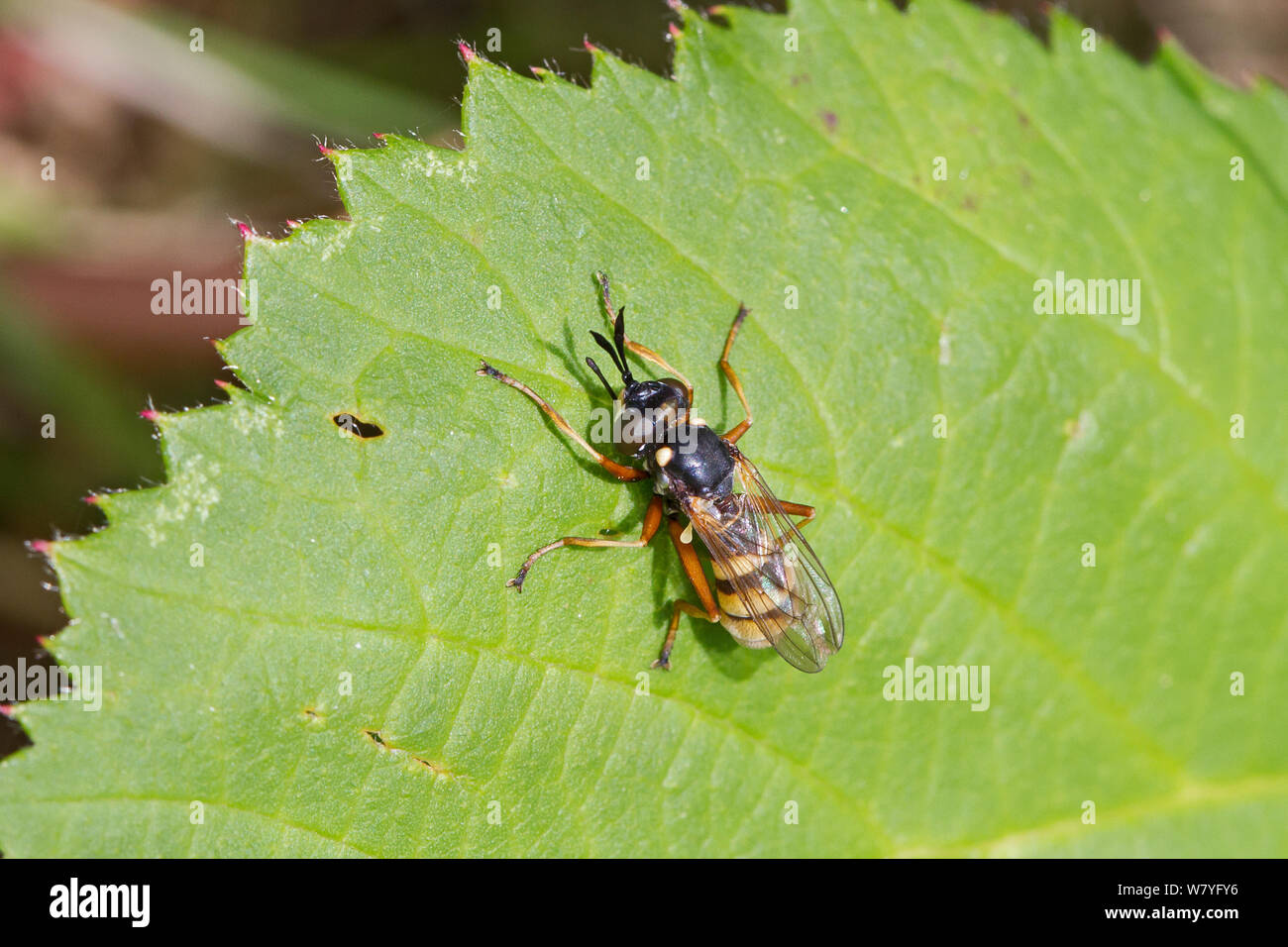 Conopid conopidae fly parasitic hi-res stock photography and images - Alamy