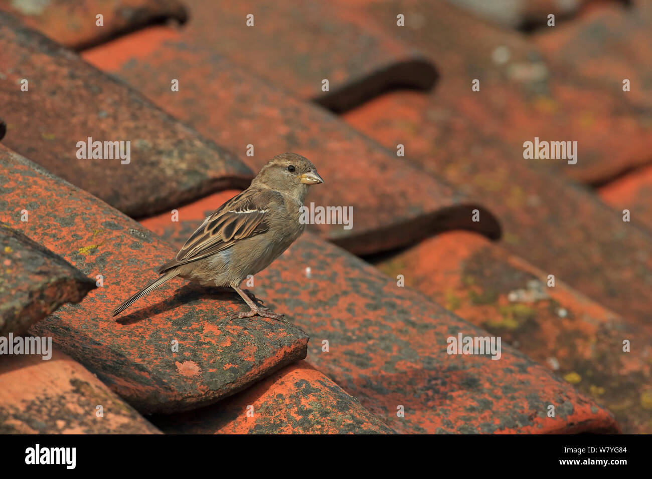 Sparrow britain hi-res stock photography and images - Alamy