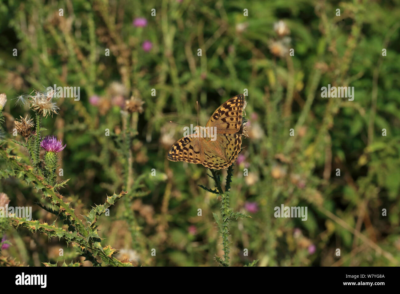 Cardinal butterfly (Argynnis pandora) Romania, September Stock Photo ...