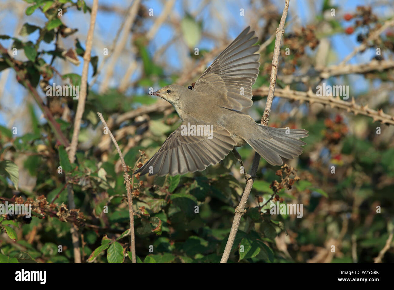 Barred warbler (Sylvia nisoria) in flight, Norfolk, UK, September. Rare ...