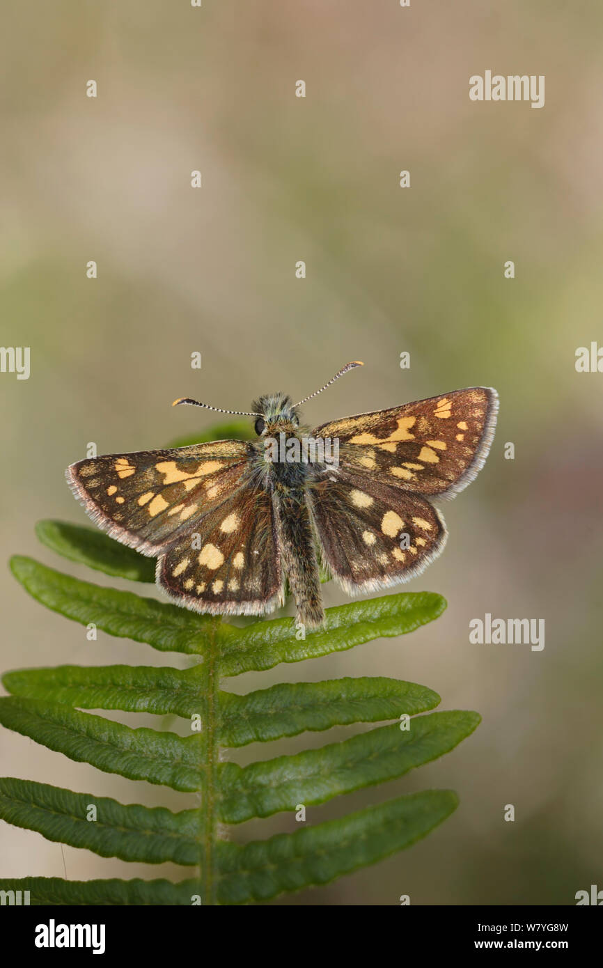 Chequered skipper butterfly, (Carterocephalus palaemon) Highland ...