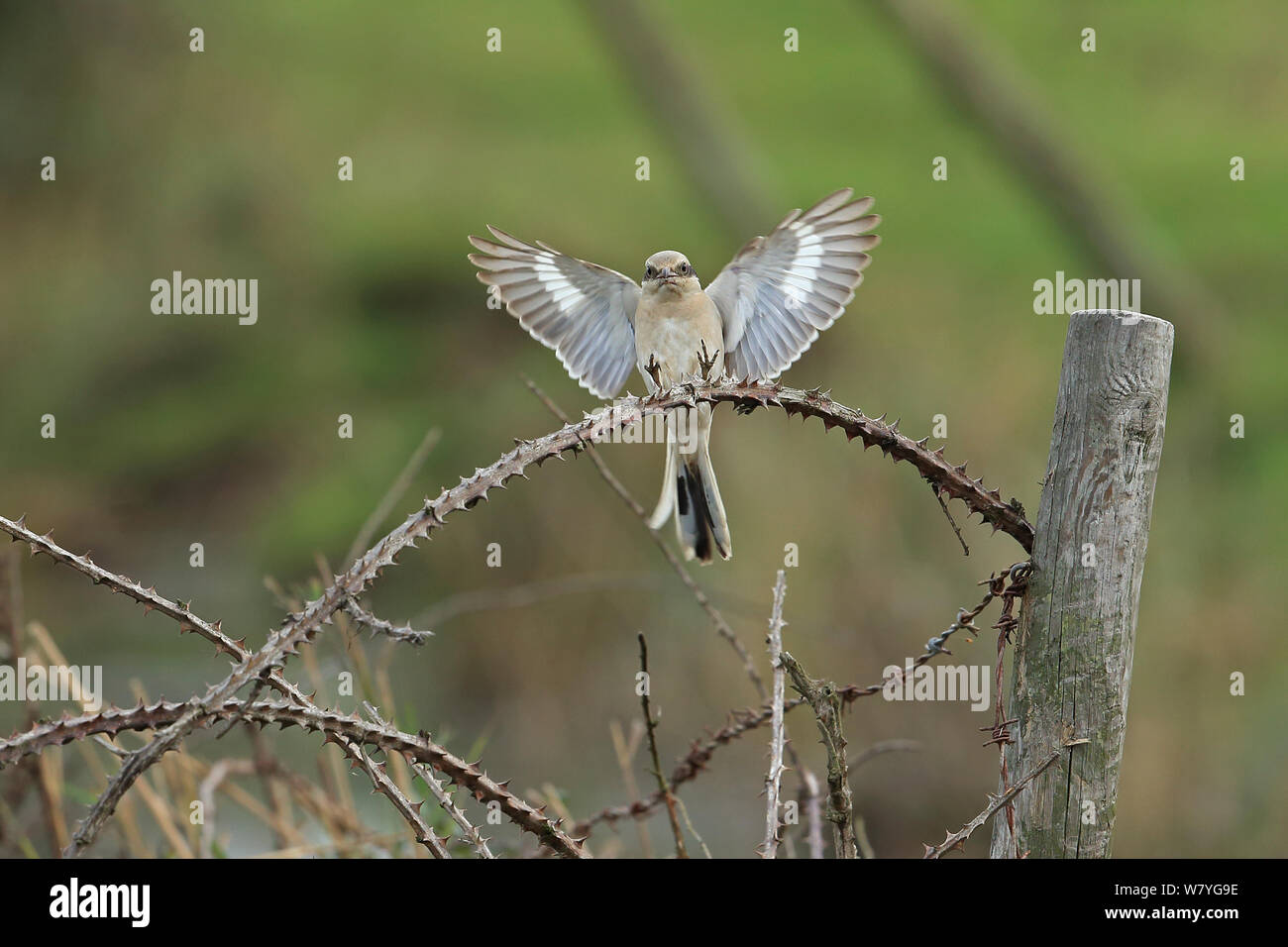 Great grey shrike uk hi-res stock photography and images - Alamy