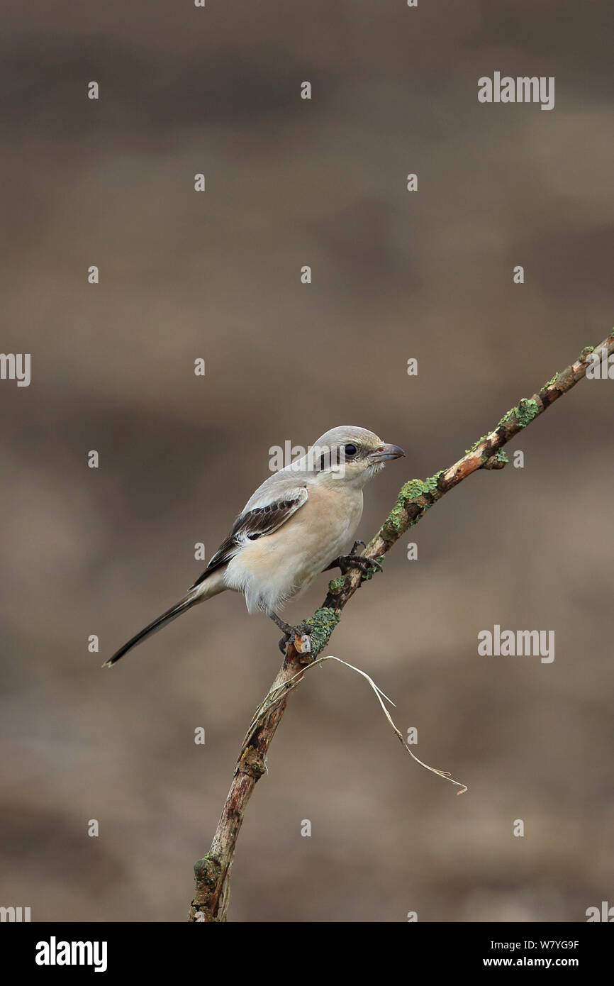 Steppe grey shrike (Lanius pallidirostris) Norfolk, England, UK ...