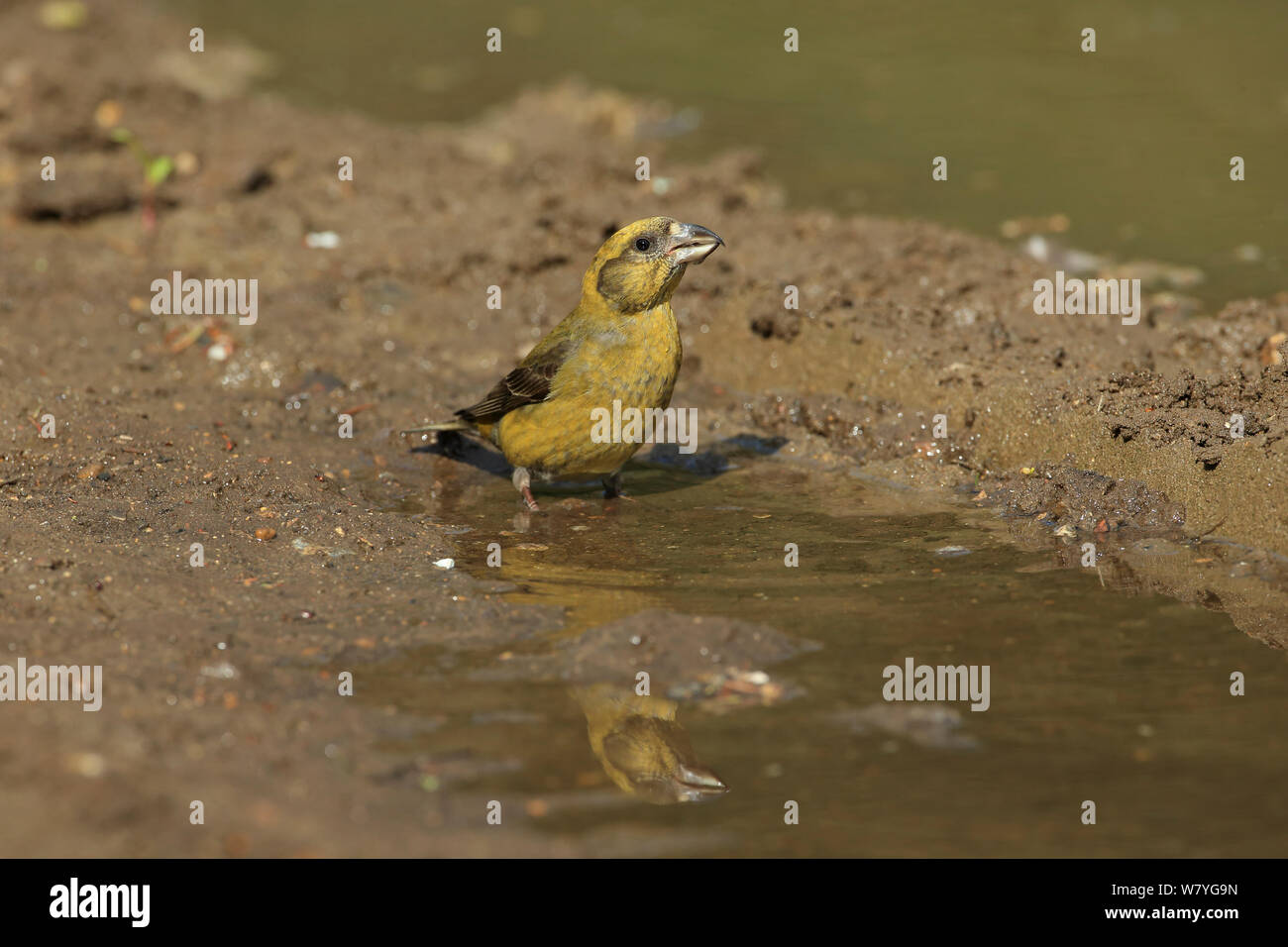 Common crossbill hi-res stock photography and images - Alamy