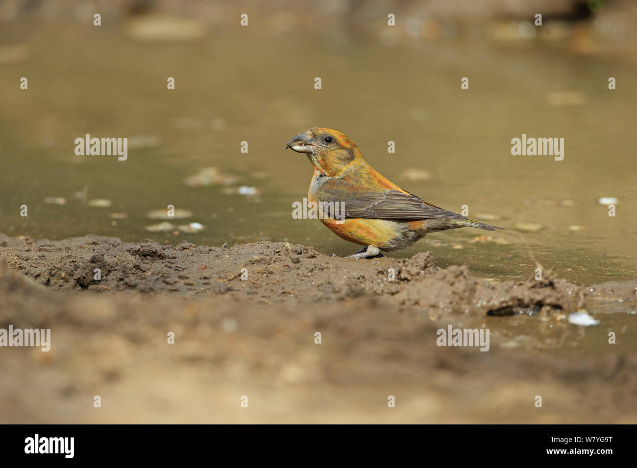 Common crossbill hi-res stock photography and images - Alamy