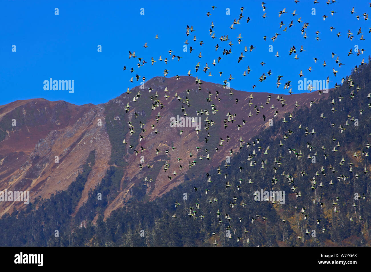 Derby's parakeet (Psittacula derbiana) flock in flight, Kawakarpo ...