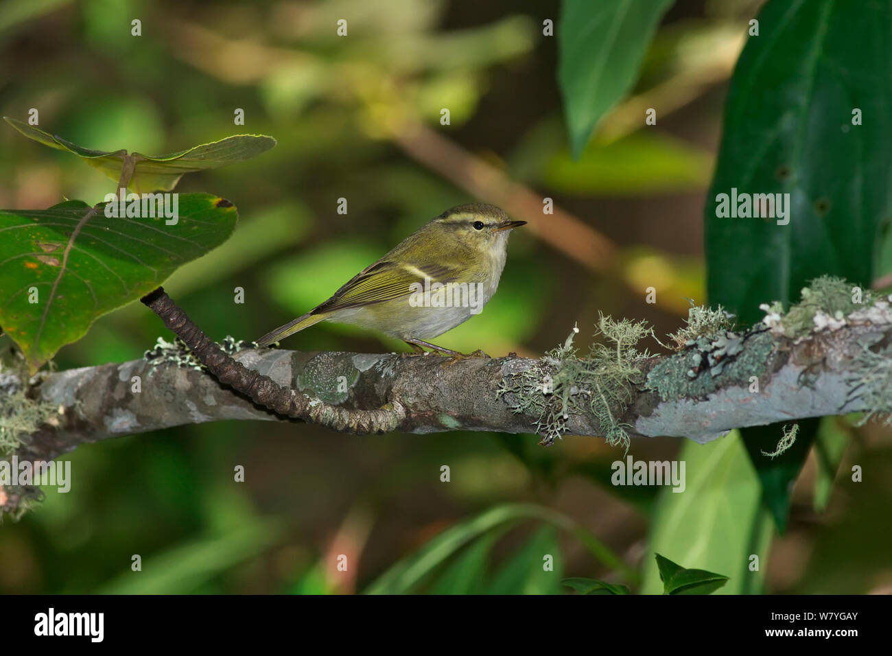 Reguloides humei hi-res stock photography and images - Alamy