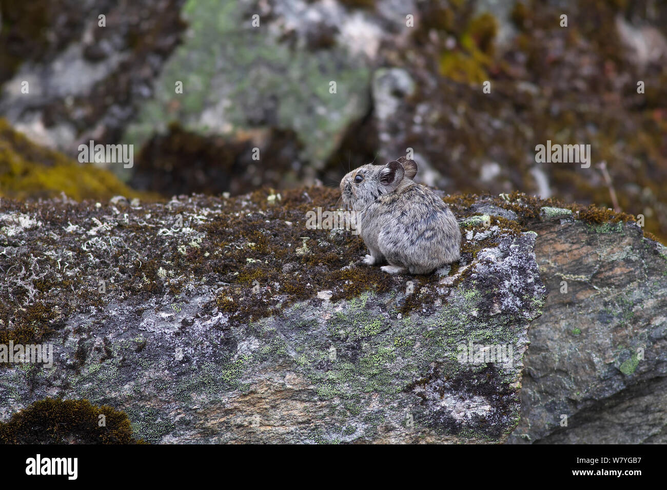 Ochotona macrotis wollastoni hi-res stock photography and images - Alamy