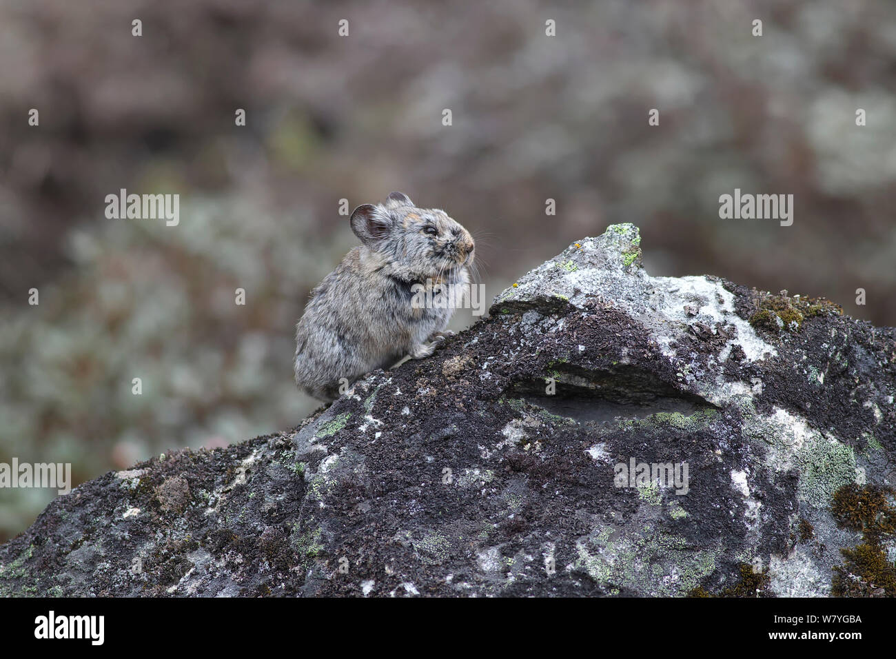 Ochotona macrotis wollastoni hi-res stock photography and images - Alamy
