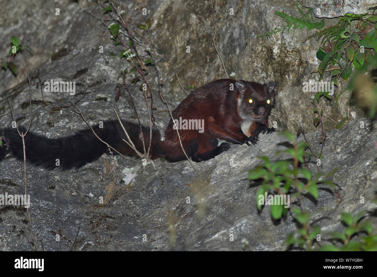 Petaurista philippensis hi-res stock photography and images - Alamy