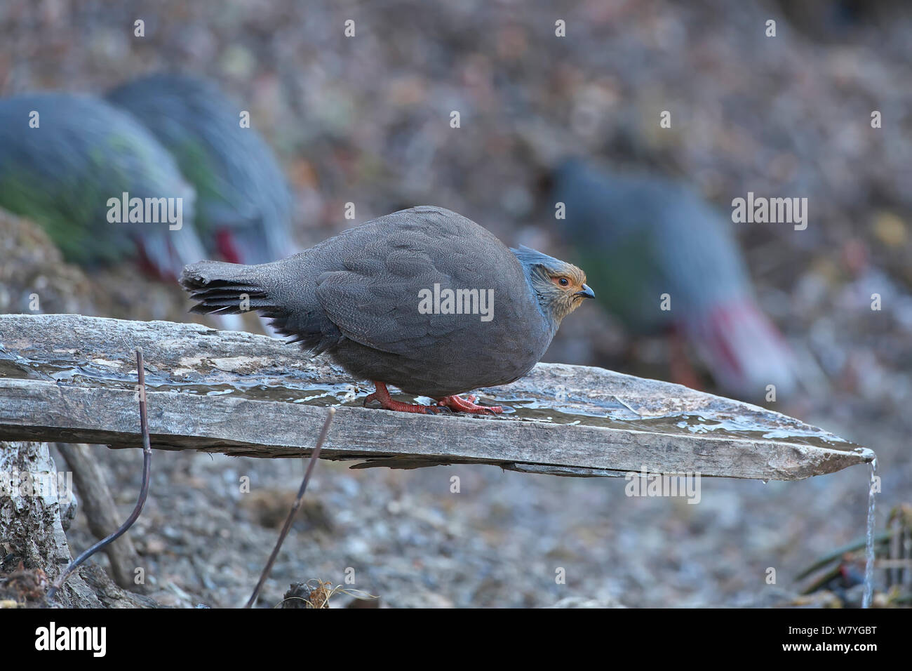 Blood pheasant (Ithaginis cruentus) drinking from small stream ...