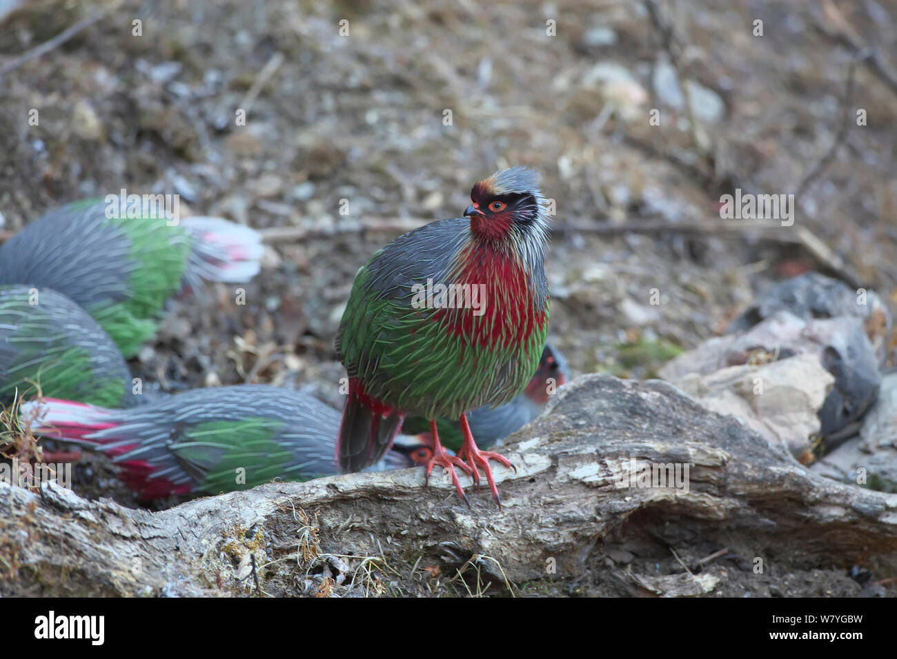 Blood pheasant (Ithaginis cruentus) drinking from small stream ...