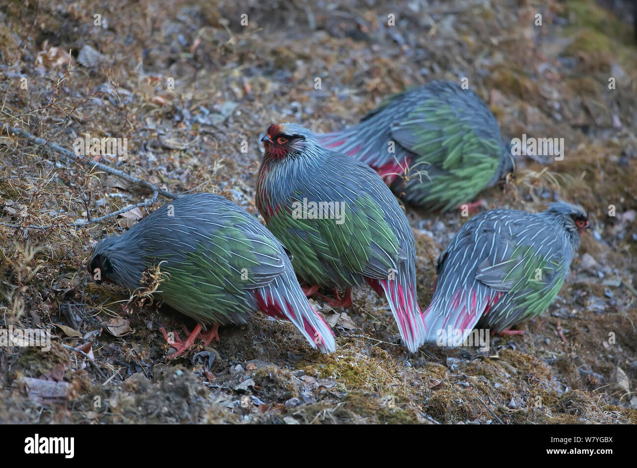 Ithaginis cruentus hi-res stock photography and images - Alamy