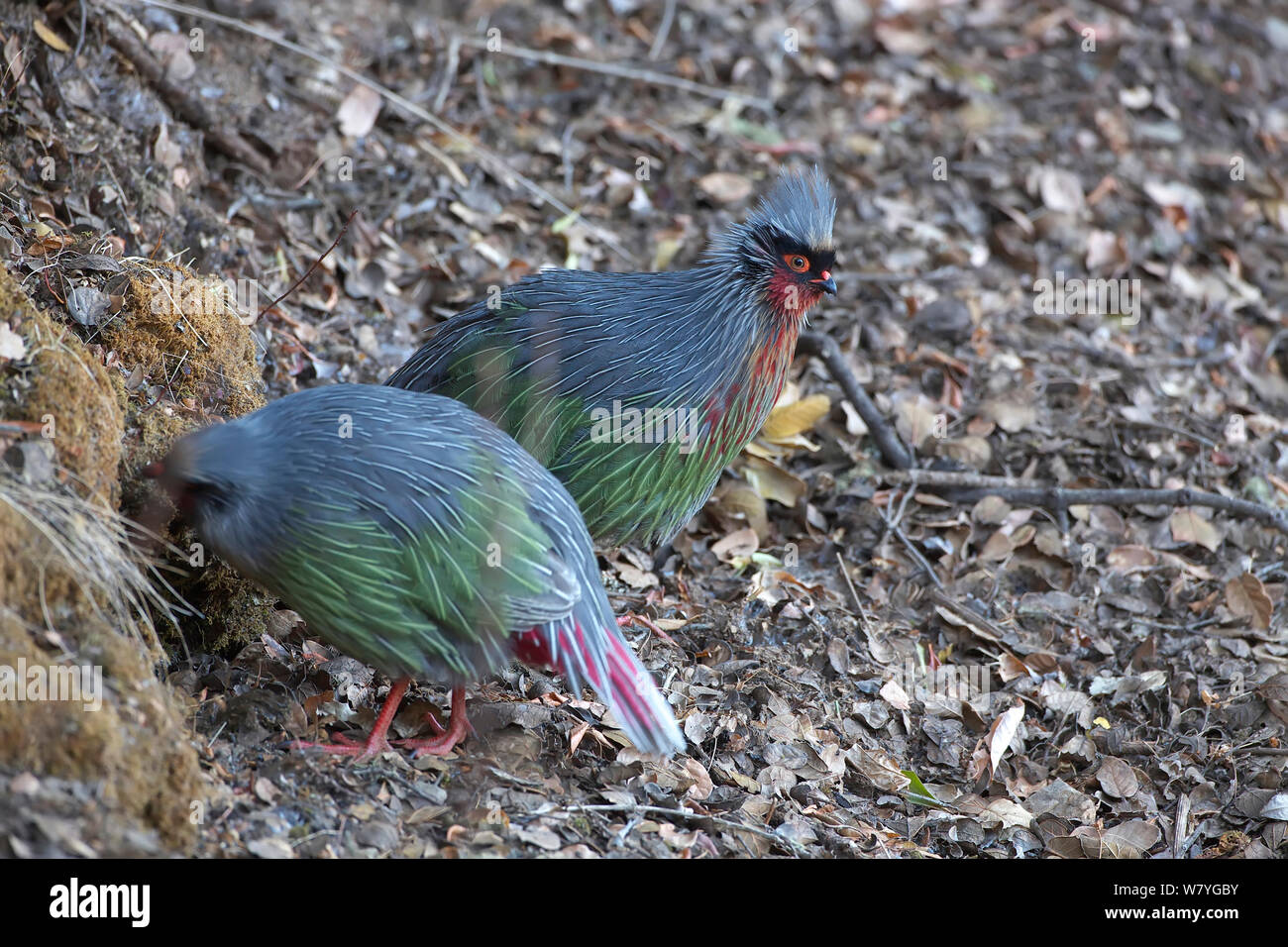 Blood pheasant (Ithaginis cruentus) foraging, Kawakarpo Mountain, Meri ...
