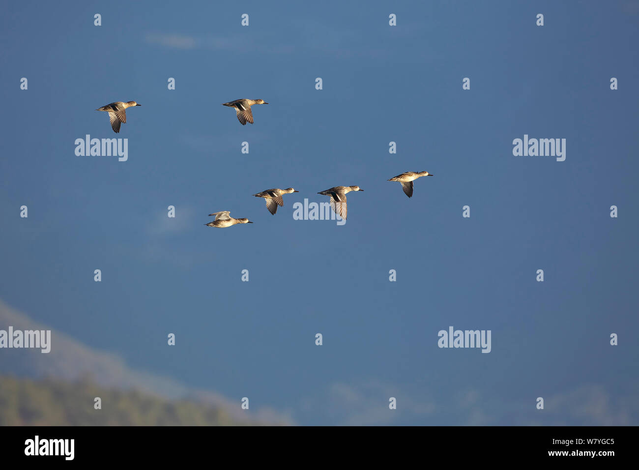 Common teal flying hi-res stock photography and images - Alamy