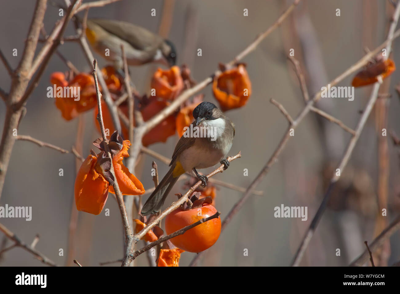 Brown-breasted bulbuls (Pycnonotus xanthorrhous) feeding on Permisson ...