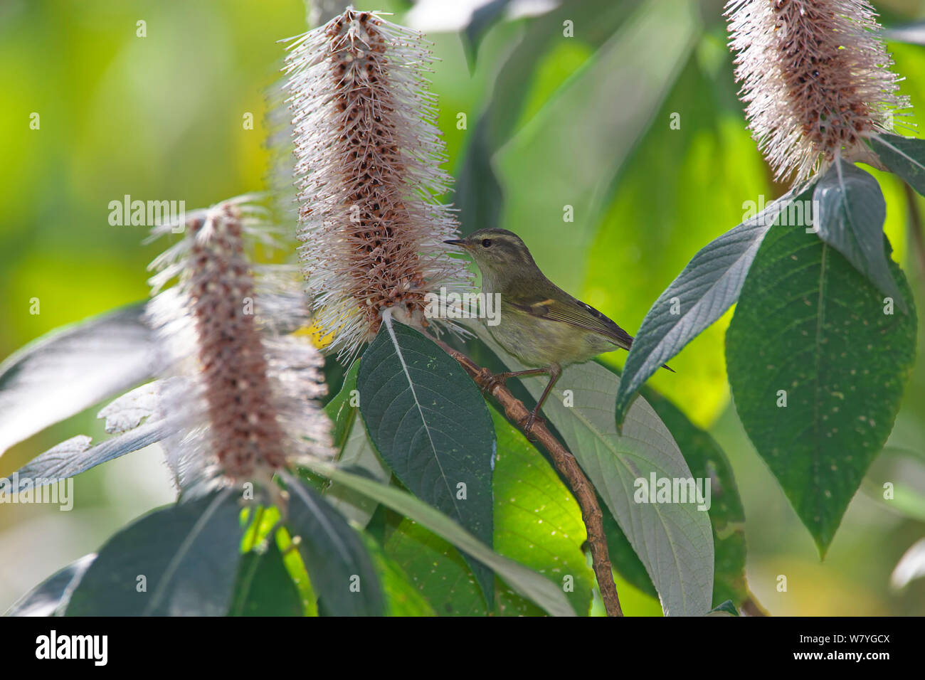 Phylloscopus pulcher hi-res stock photography and images - Alamy