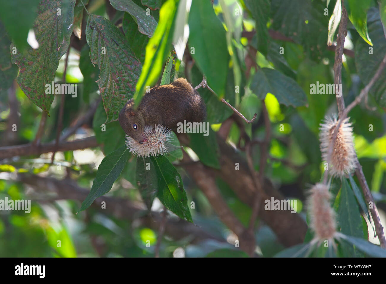 Tupaia hi-res stock photography and images - Alamy