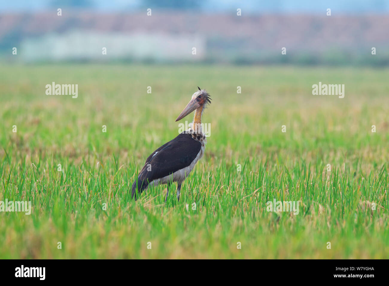 Lesser adjutant stork (Leptoptilos javanicus) Mengzi city, Hong He ...