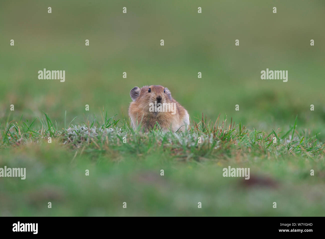 Plateau pika hi-res stock photography and images - Alamy