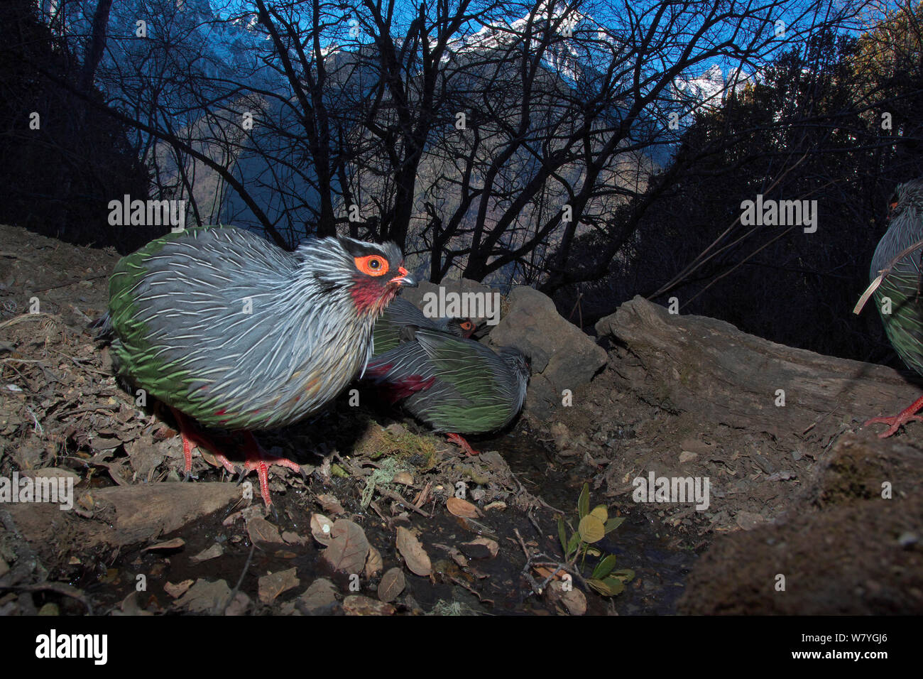 Blood pheasant (Ithaginis cruentus) drinking from small stream ...