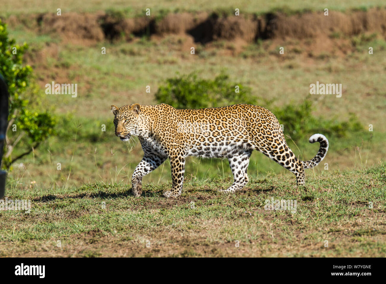 Leopard (Panthera pardus) female, Masai Mara Game Reserve, Kenya ...