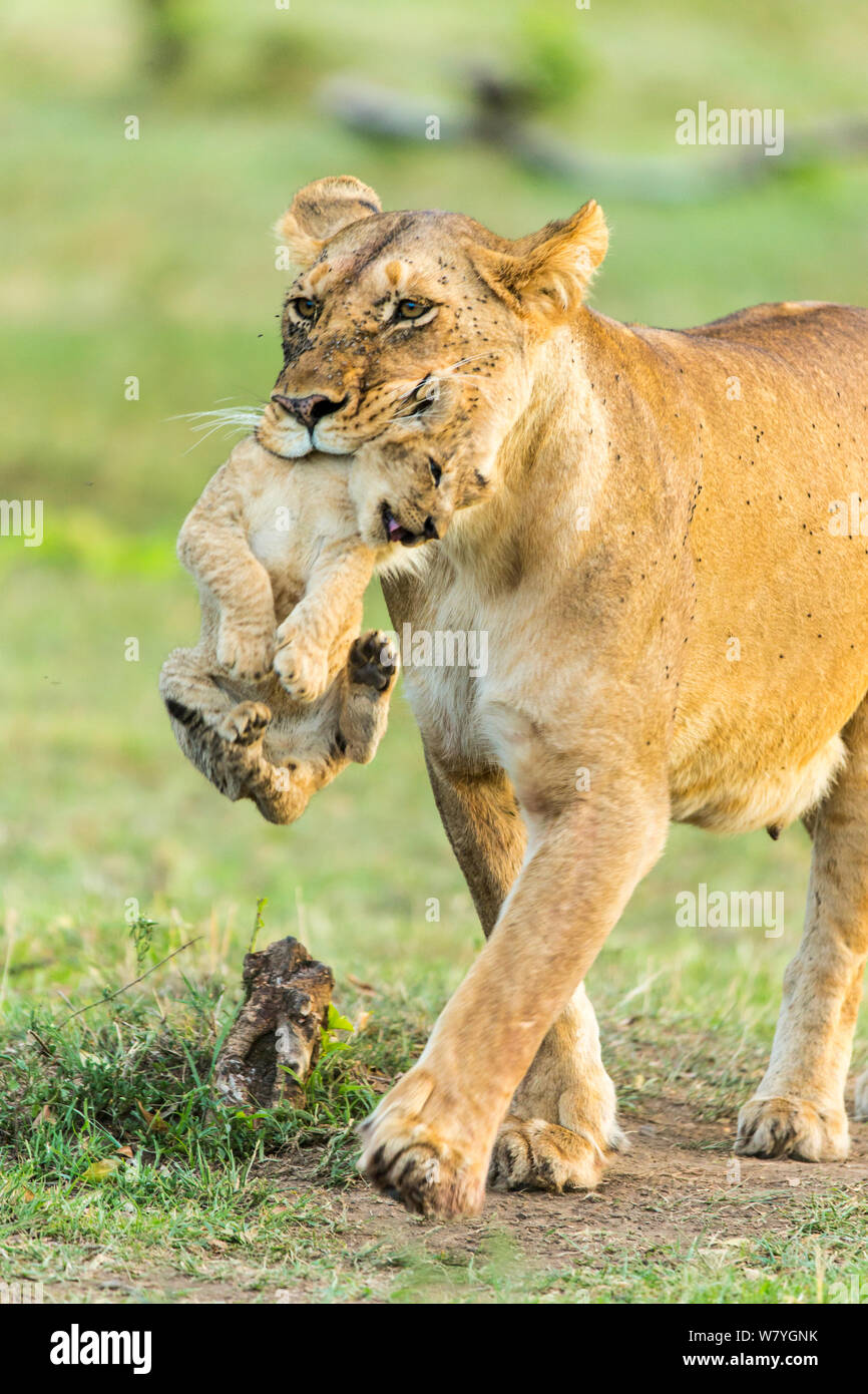 Lion carries cub hi-res stock photography and images - Alamy