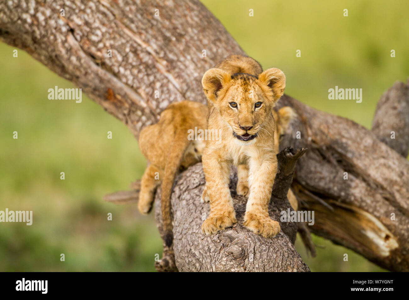 Lion (Panthera leo) cubs playing on dead tree, Masai Mara Game Reserve ...