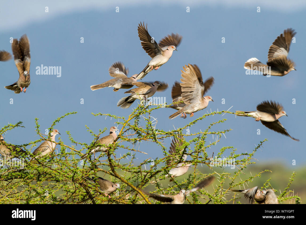Mourning collared dove (Streptopelia decipiens) and red eyed dove ...