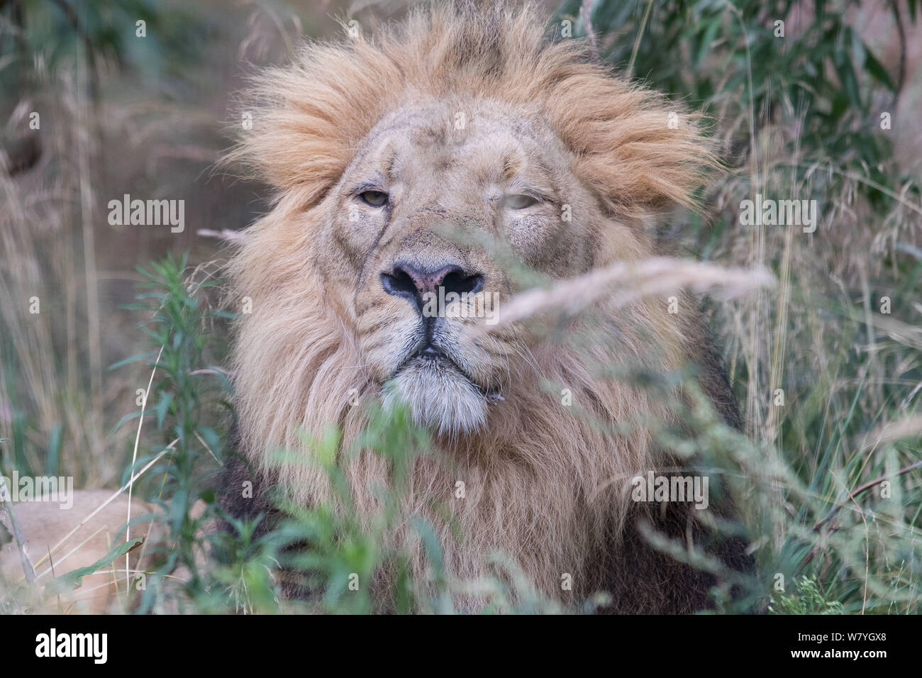 Phil lewis hi-res stock photography and images - Alamy