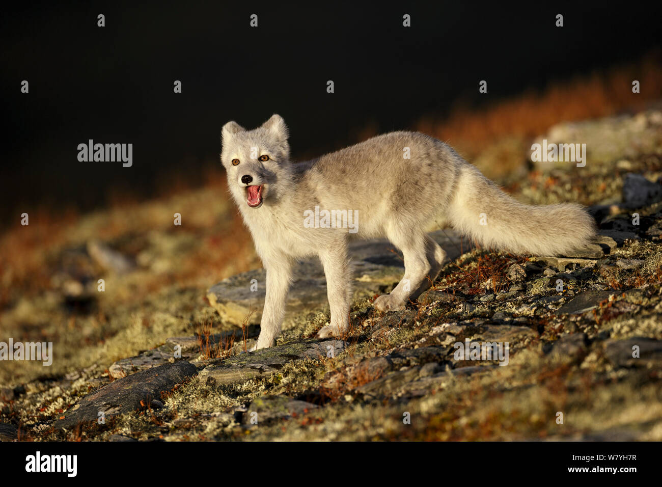 Arctic fox (Alopex / Vulpes lagopus) feeding in late evening light ...