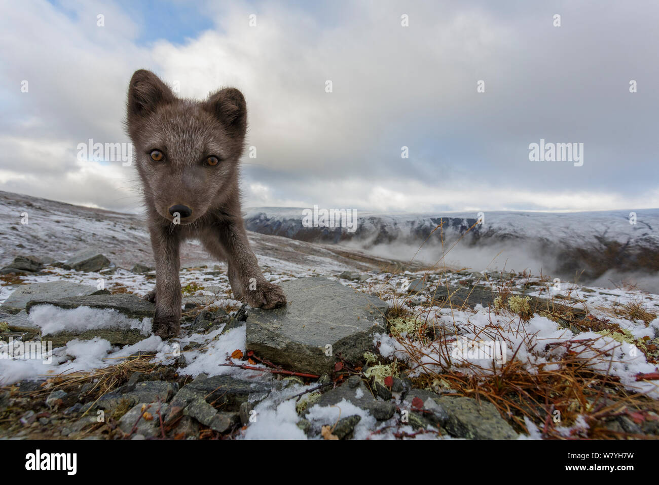 Arctic fox cub (Alopex / Vulpes lagopus) wide angle portrait, blue ...