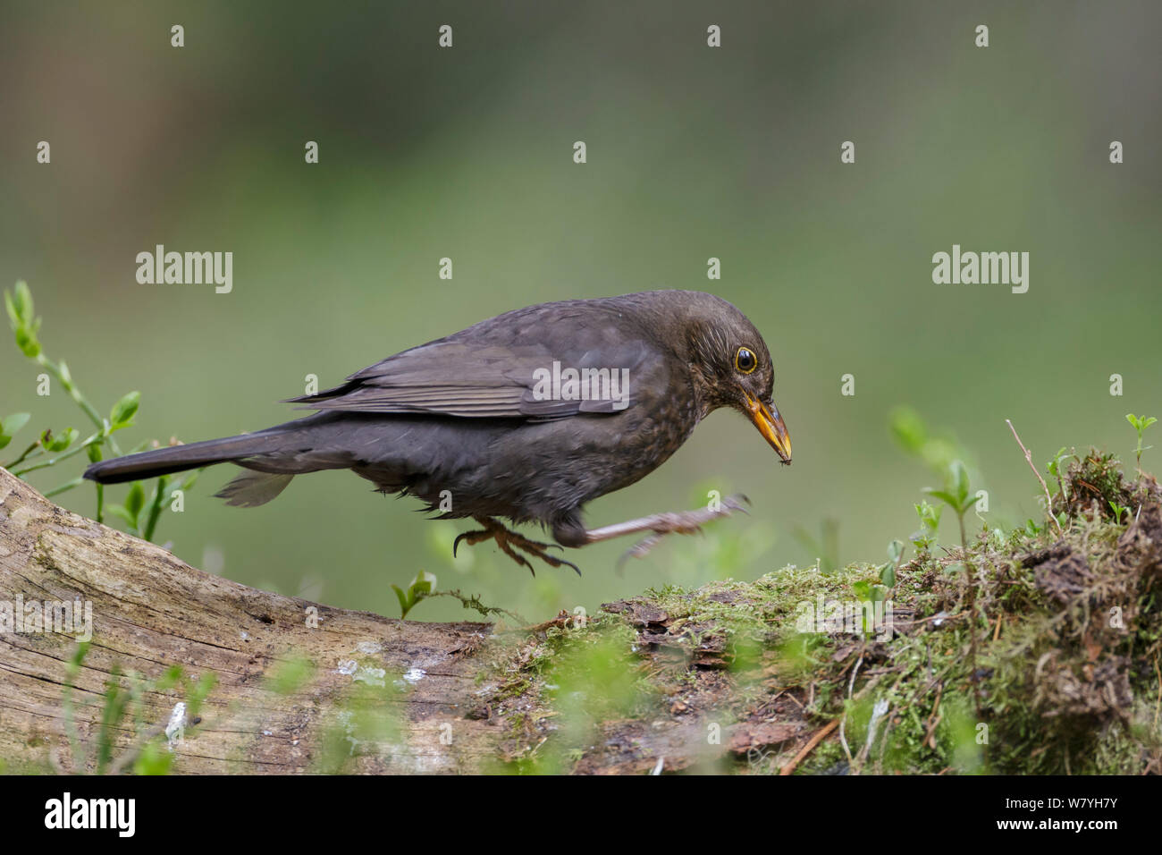 Floor thrush hi-res stock photography and images - Alamy