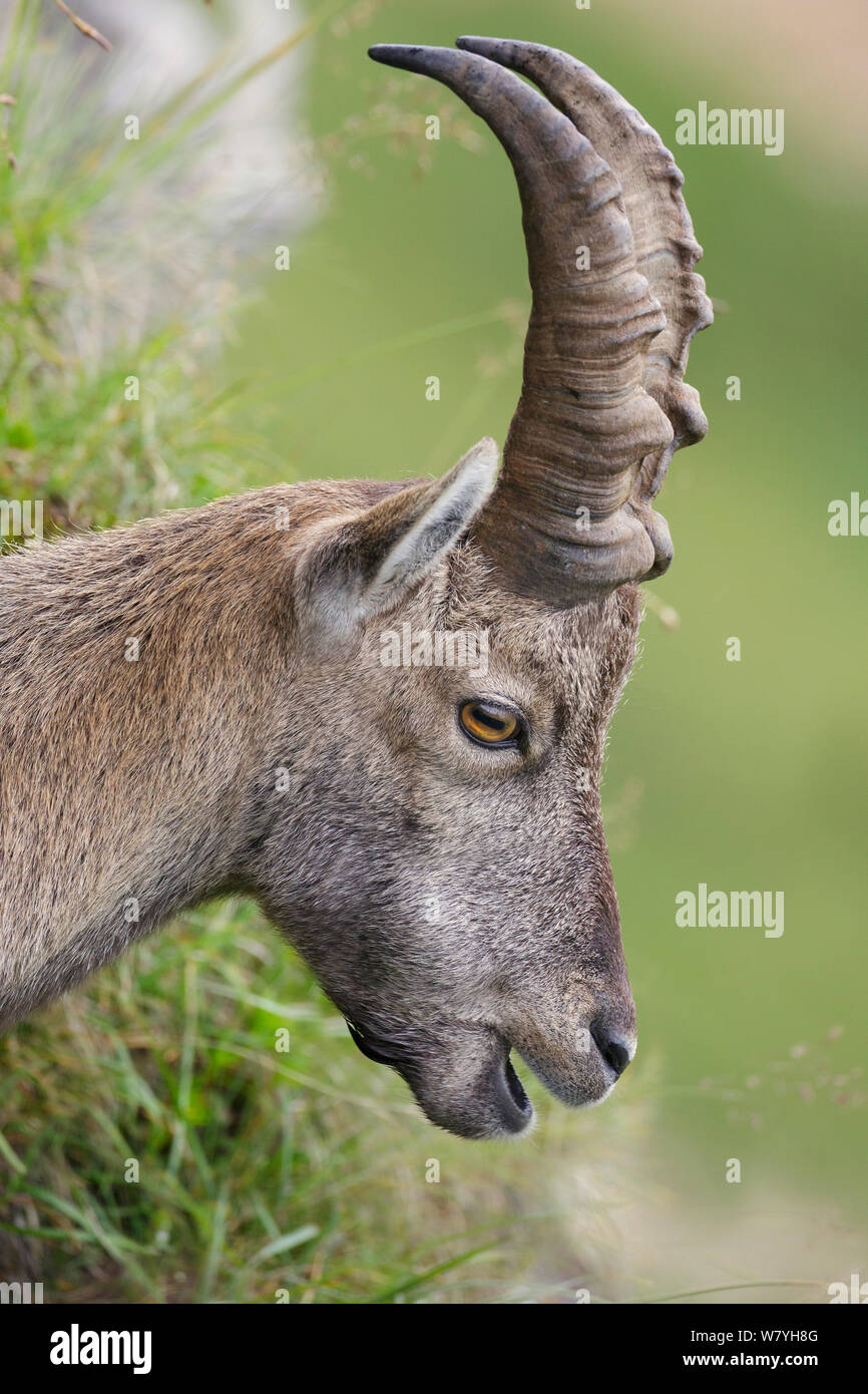 Young male Alpine ibex (Capra ibex) portrait of head and horns. Bernese ...