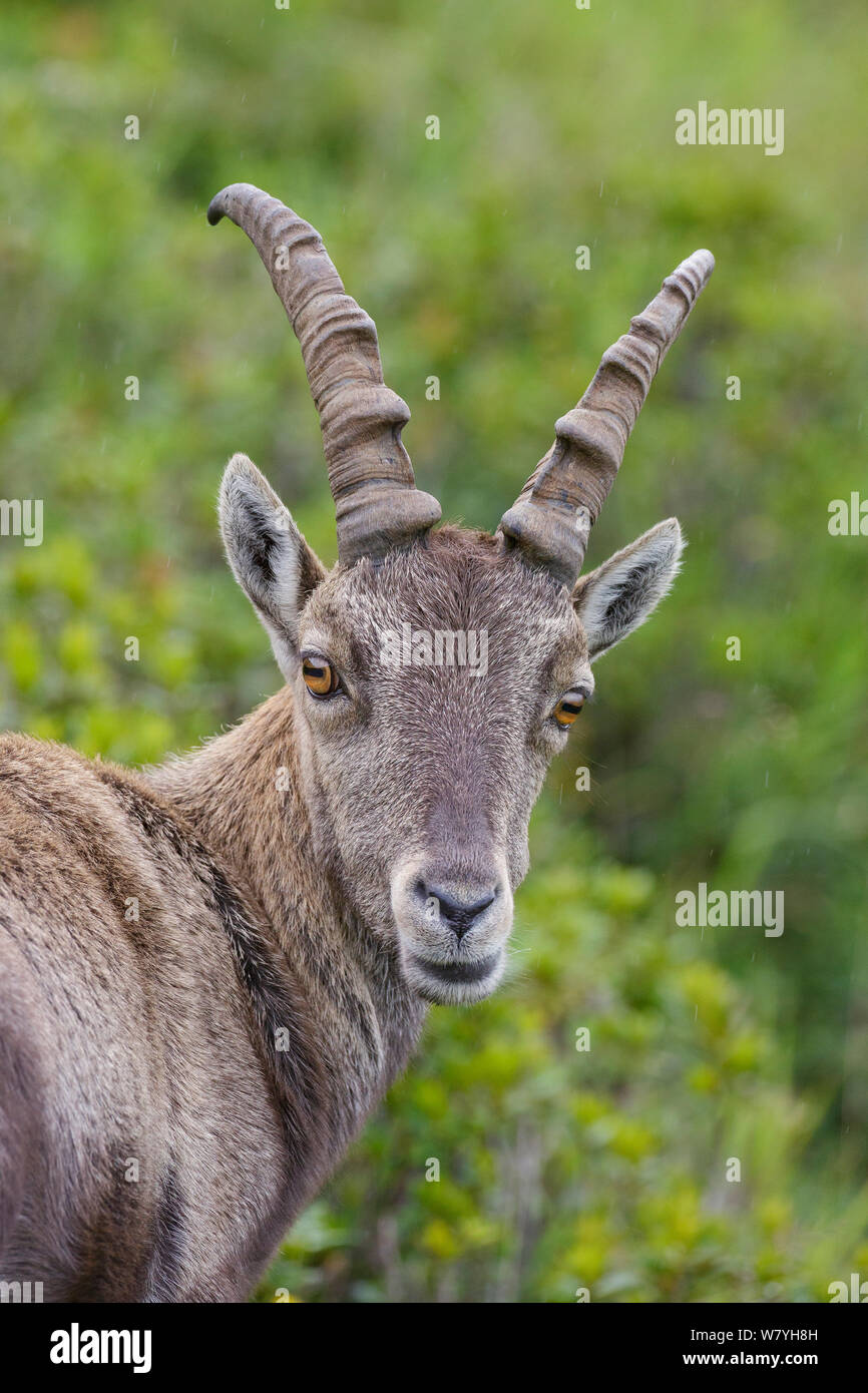 Young male Alpine ibex (Capra ibex) portrait of head and shoulder ...