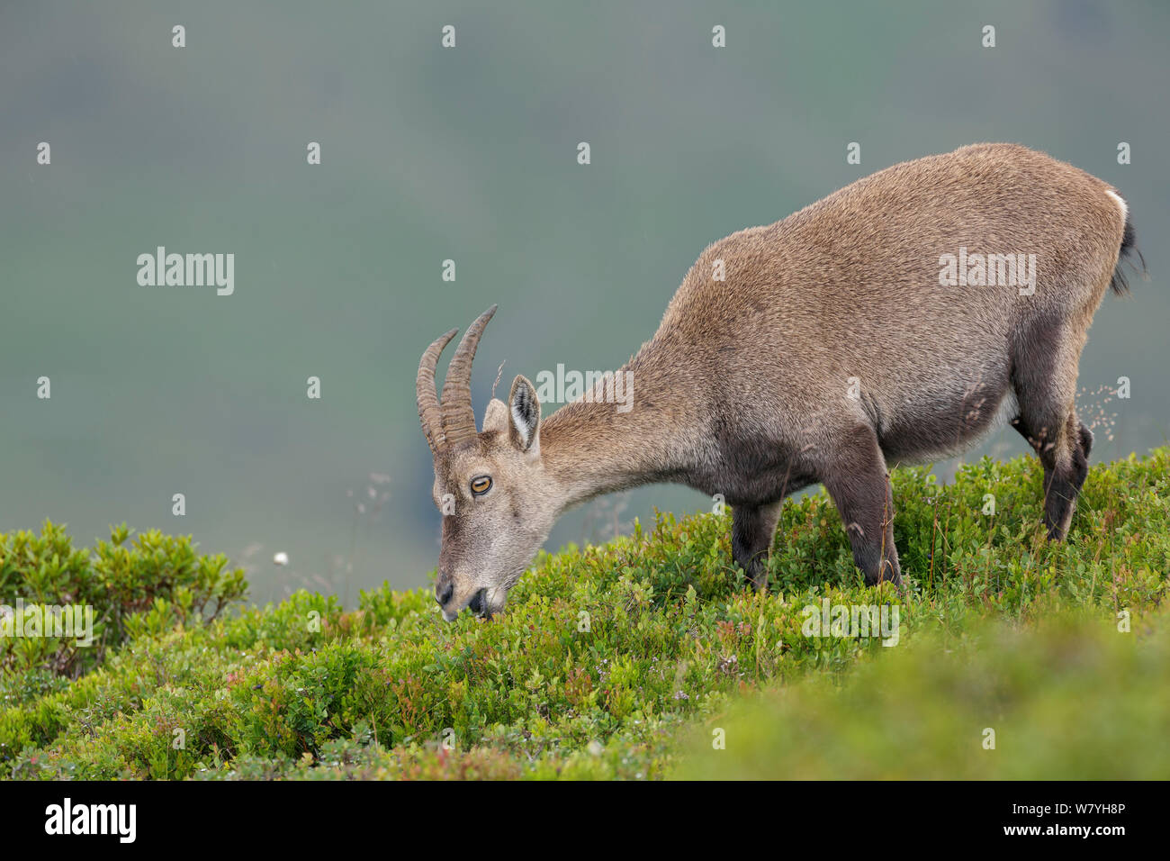 Female ibex hi-res stock photography and images - Alamy