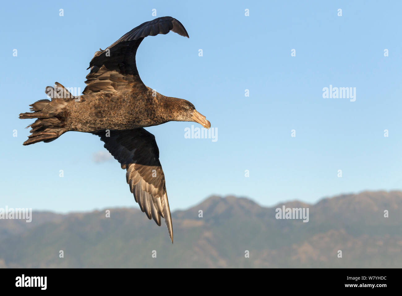 Southern giant petrel (Macronectes giganteus) in flight. Kaikoura ...