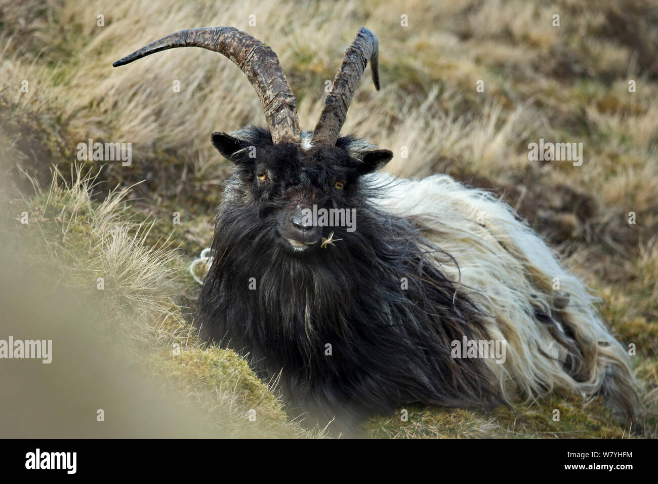 Feral goat scotland hi-res stock photography and images - Alamy